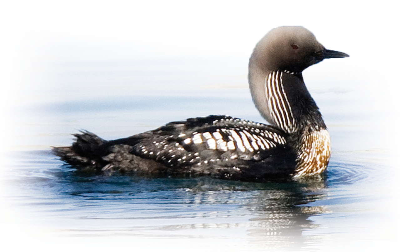 Marine Bird Hotspots: New maps show winter locations