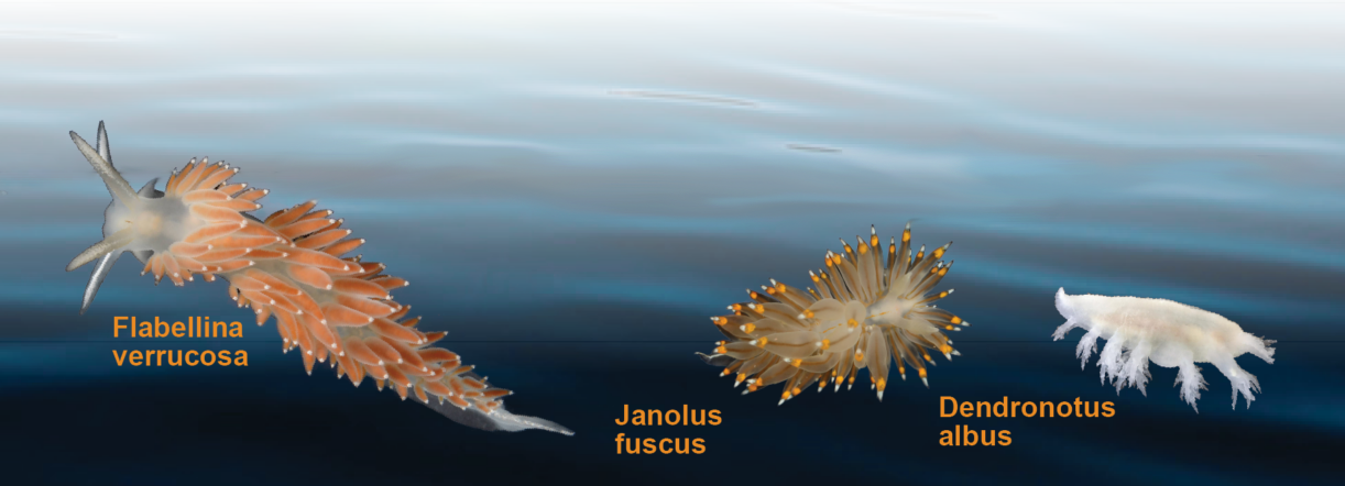 Plankton change with the seasons in Prince William Sound